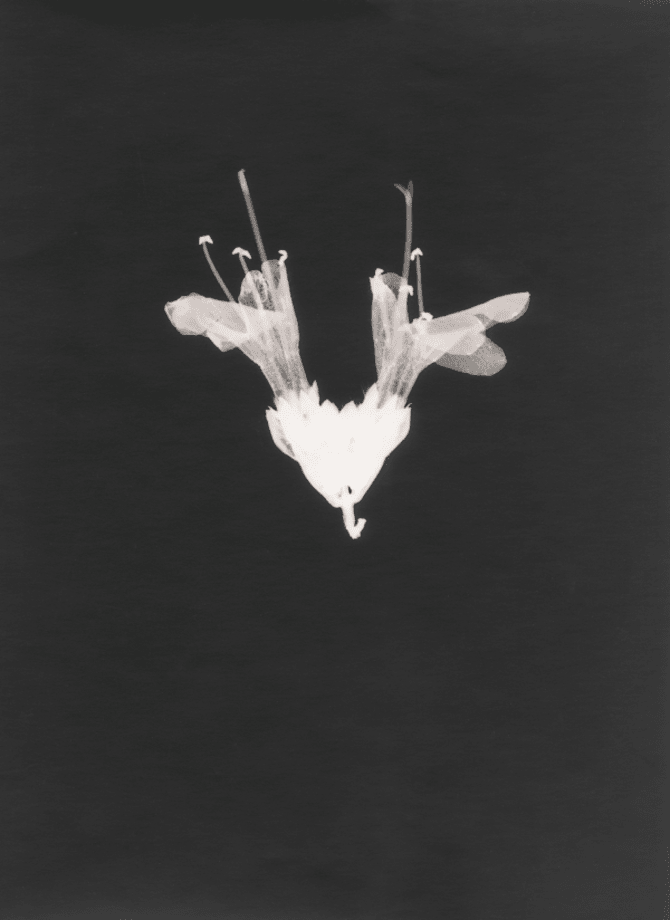 Jochen Lempert | Botanical Box, 2009