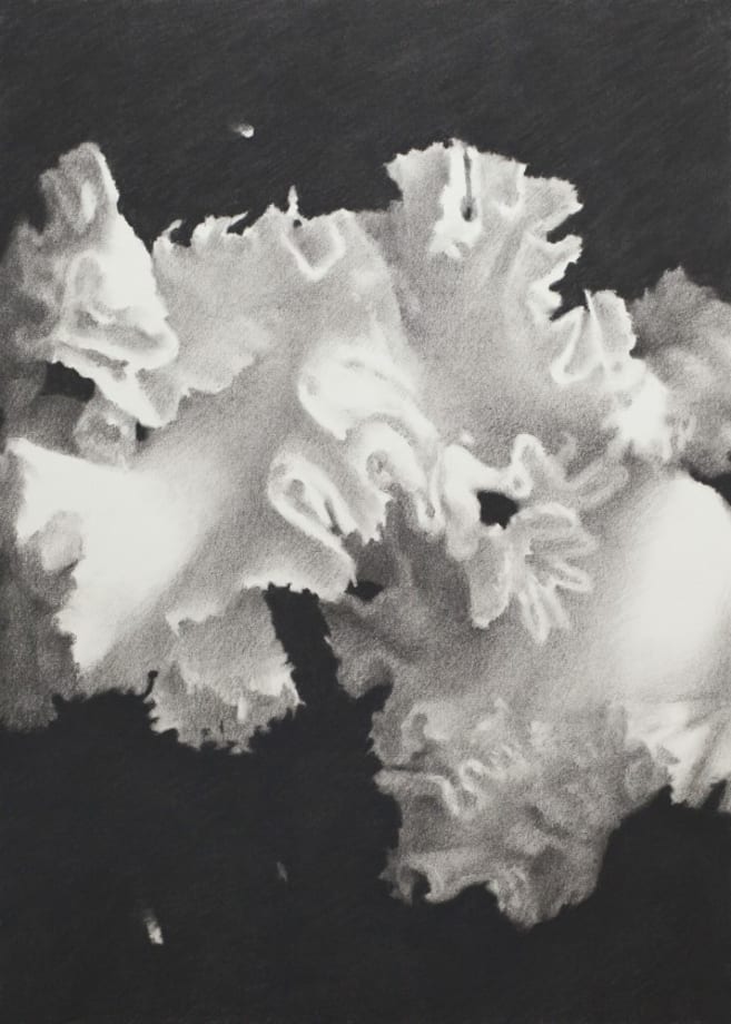 Mingjun Luo | Blossom, 2014