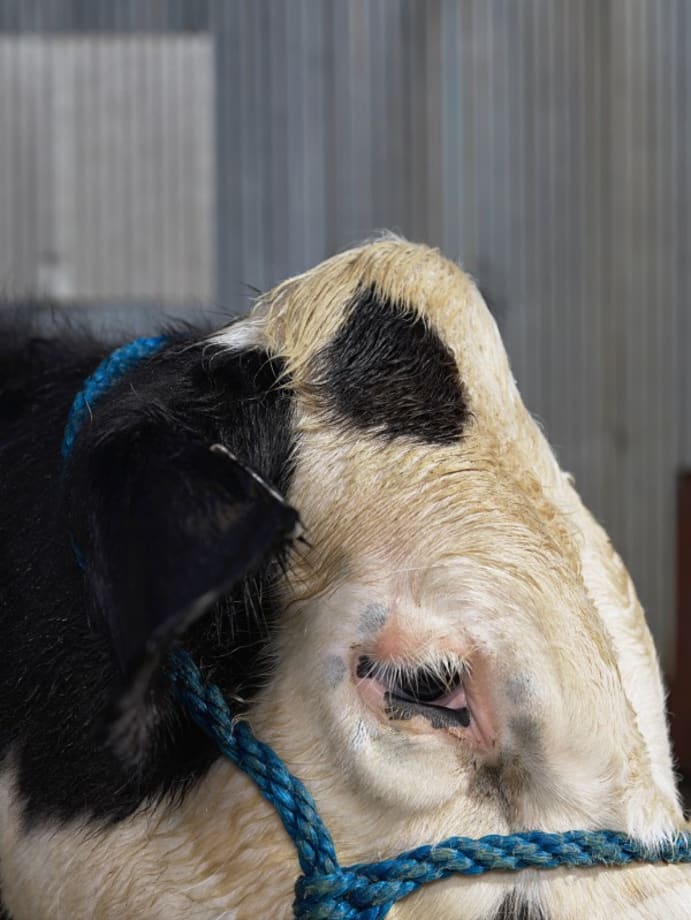 Aleksandra Domanović | Bulls Without Horns: Spotigy's Poll, 2016