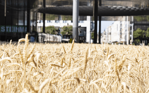 Eco-pioneer Agnes Denes on transforming Basel’s Messeplatz into a wheat ...