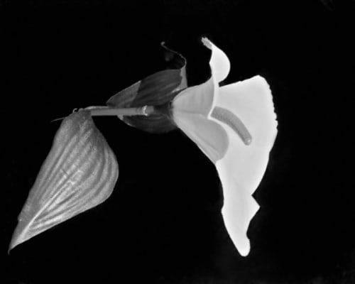 Scott Benzel | Untitled (Flower), 2014 | Art Basel