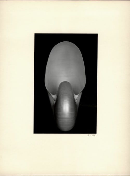 Edward Weston | Nautilus Shell, 1927