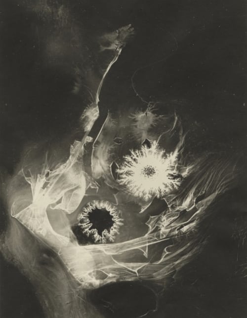 Heinz Hajek-Halke | Wind Roses, from the Portfolio 'Heinz Hajek-Halke ...