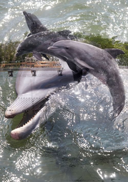 Roe Ethridge | Double Dolphin, 2018 | Art Basel