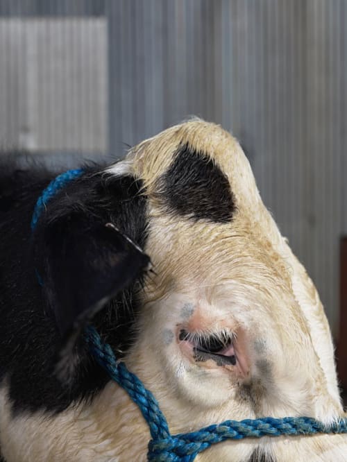 Aleksandra Domanović | Bulls Without Horns: Spotigy's Poll, 2016 | Art ...