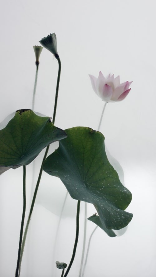 Wu Chi-Tsung | Still Life 010 - Lotus, 2018 | Art Basel