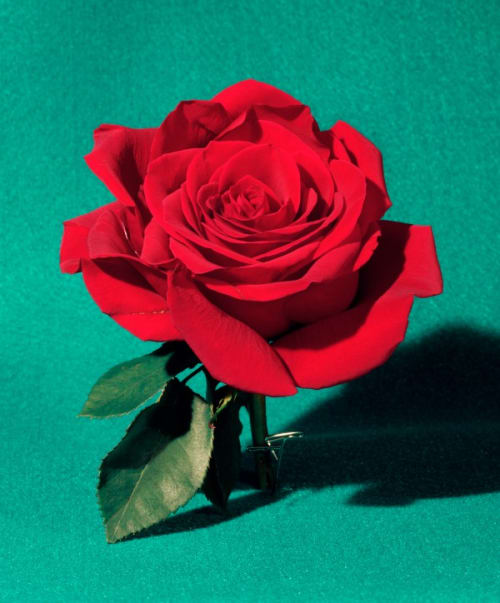 Sara Cwynar | Red Rose, 2017 | Art Basel