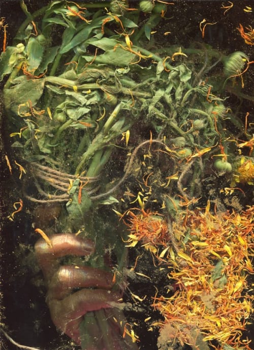 Lucie Stahl | Marygold’s Calendula, 2018 | Art Basel